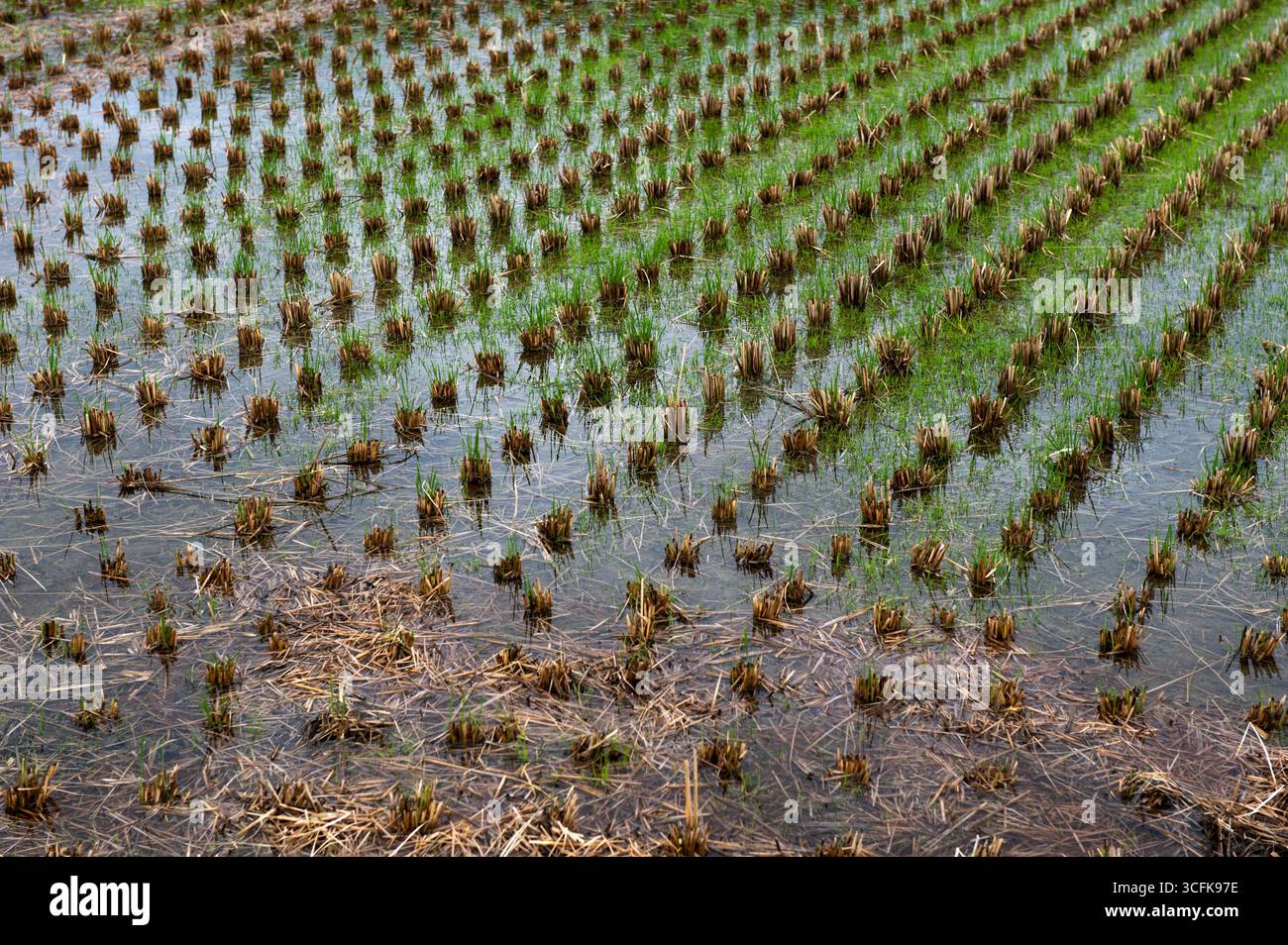 Stubs of rice plants remain in a flooded Japanese rice paddy after the ...