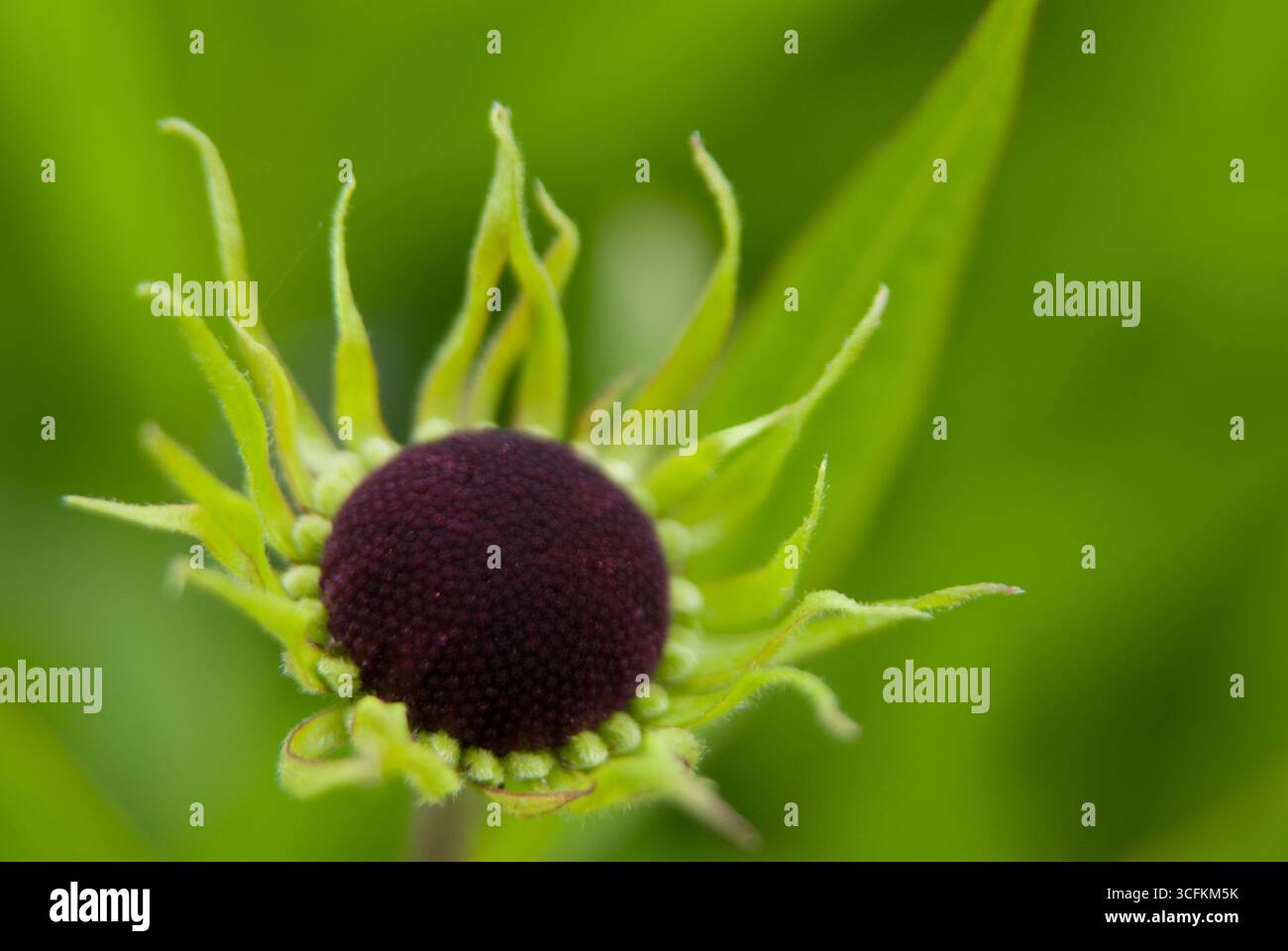 Floral shapes emerging hi-res stock photography and images - Alamy