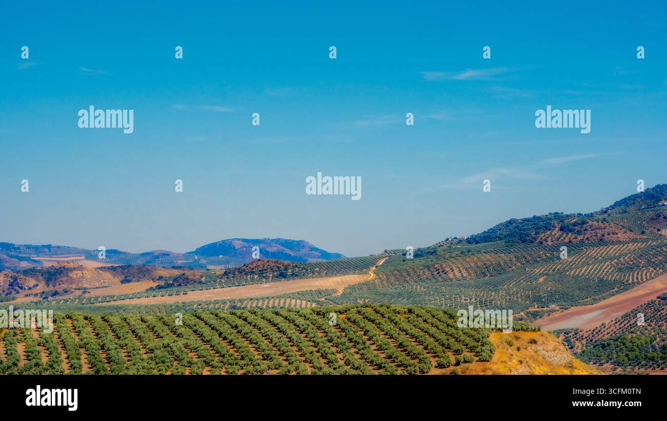 "Expansive Olive Groves and Rolling Hills of Andalusia, Spain, Under a ...