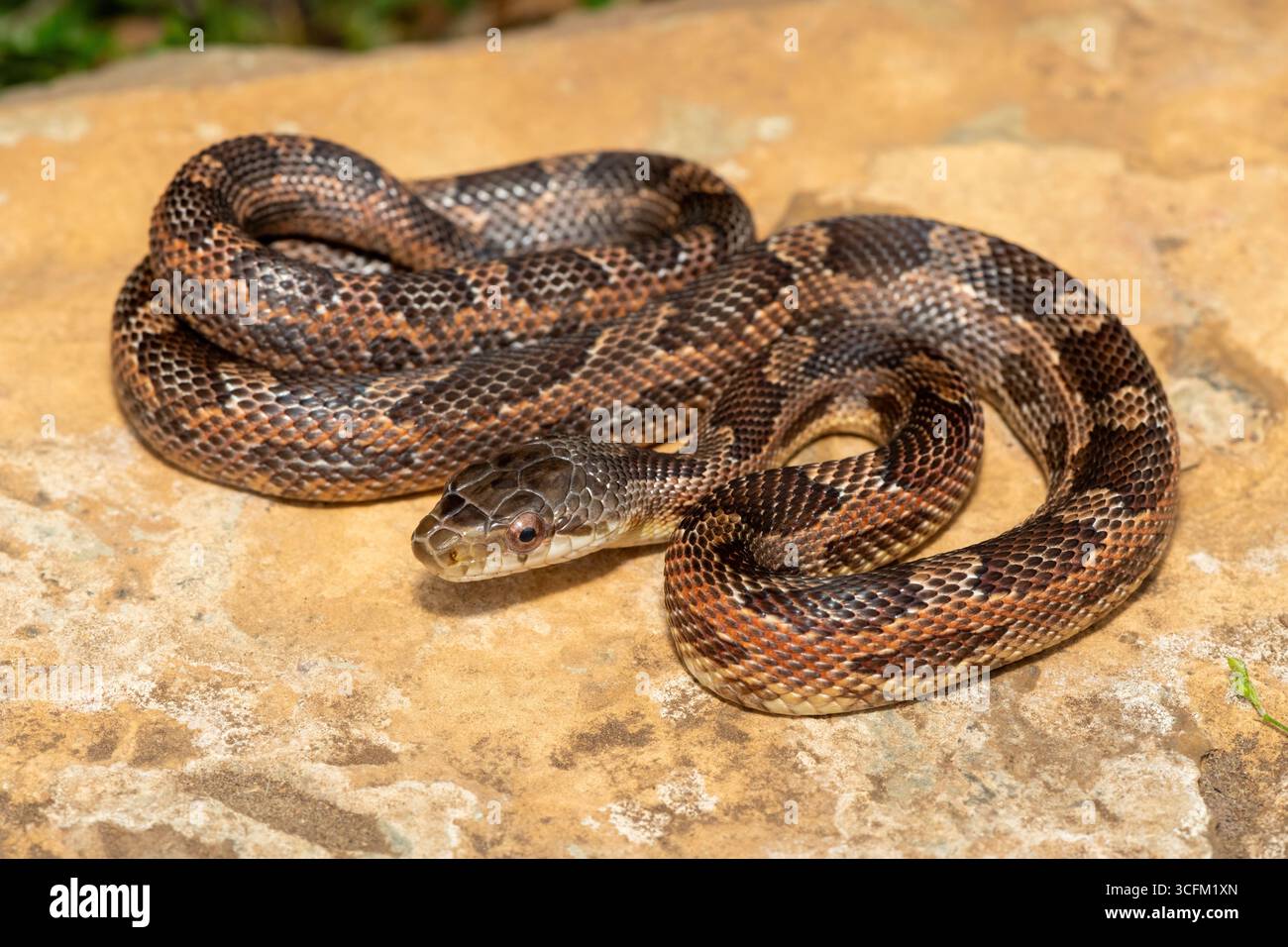 A Beautiful Texas Rat Snake Elaphe Obsoleta Lindheimeri A Subspecies