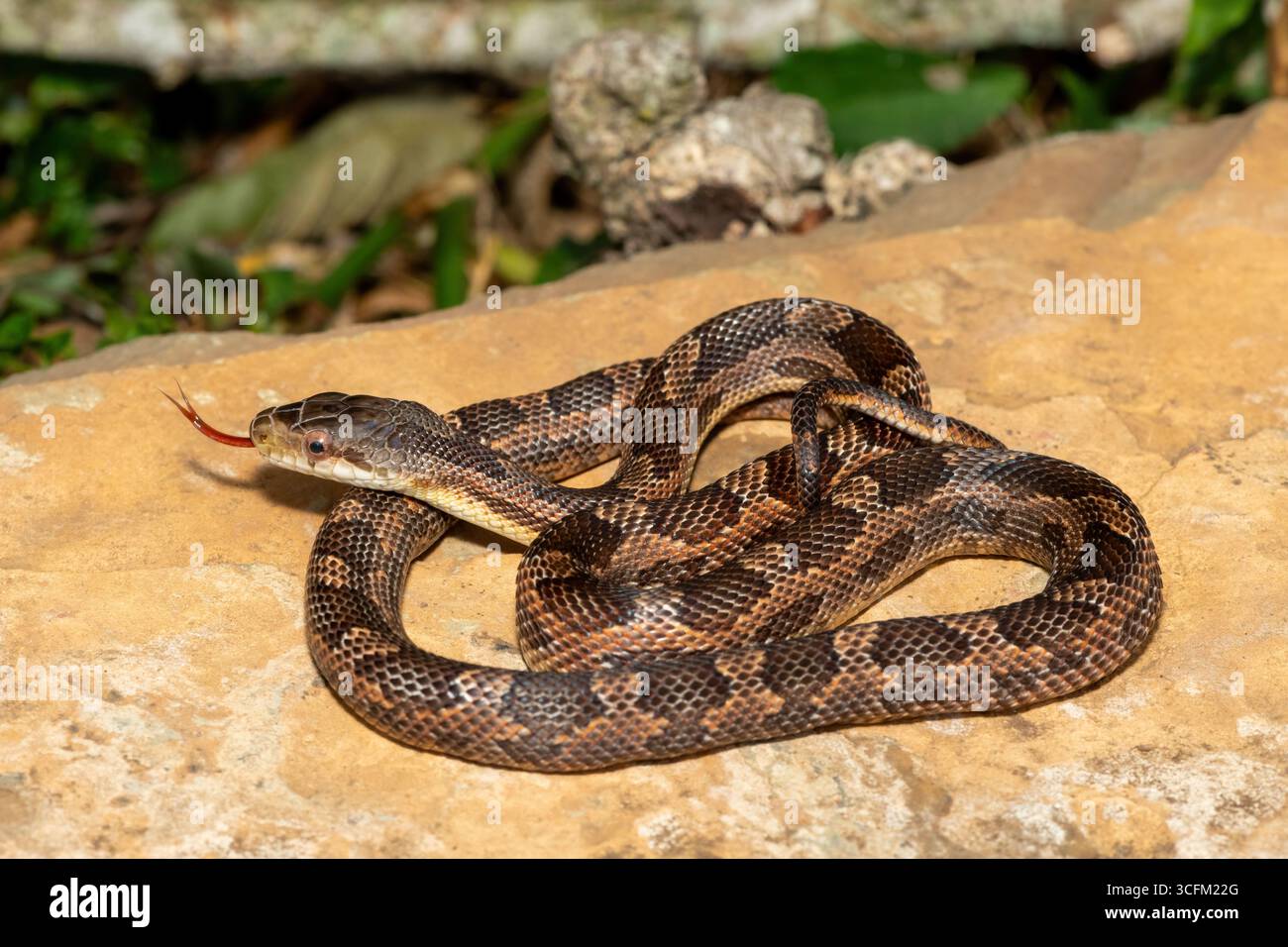 Beautiful texas rat snake hi-res stock photography and images - Alamy