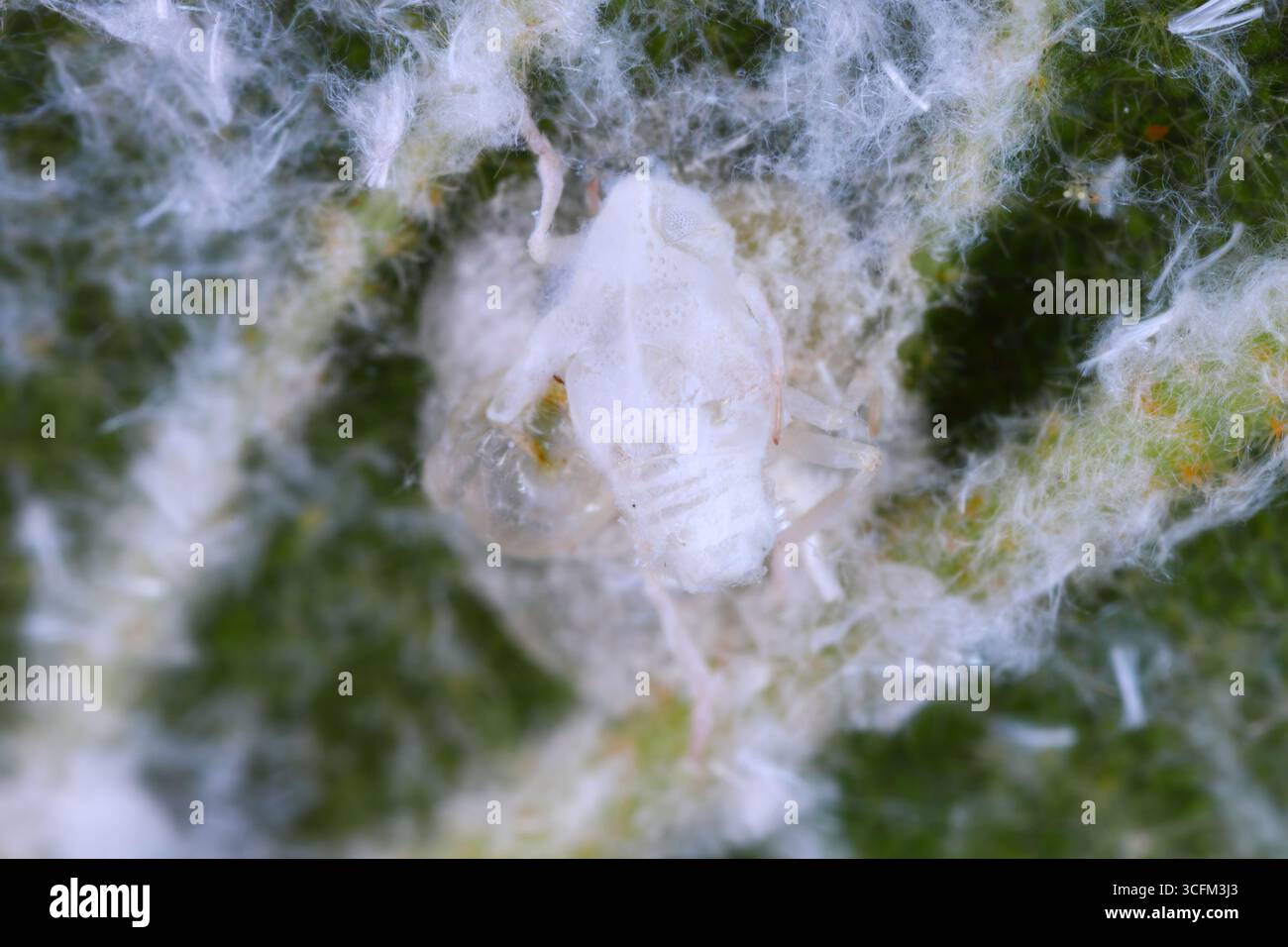 Citrus Flatid Planthopper (Metcalfa pruinosa), larva parasitized by ...