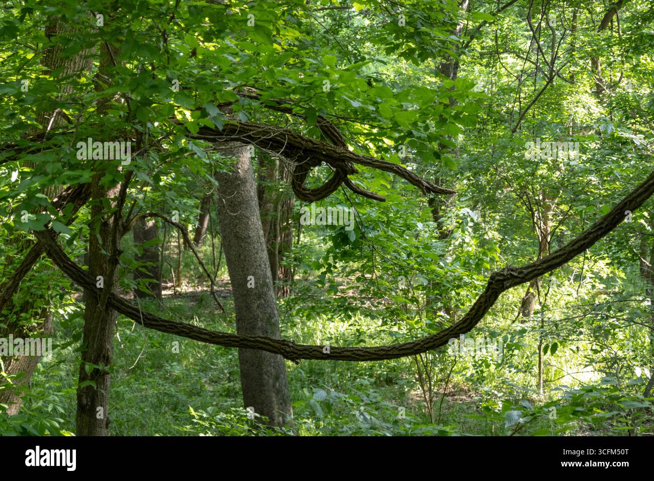 Strange twisting branches of trees with dappled green leaves in Katy ...