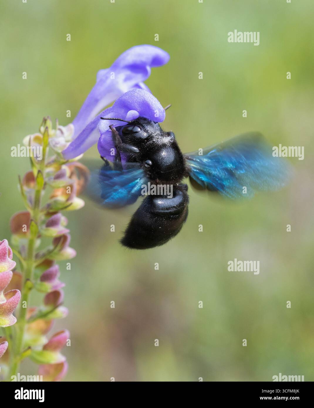 Many bees fly from blossom hi-res stock photography and images - Alamy
