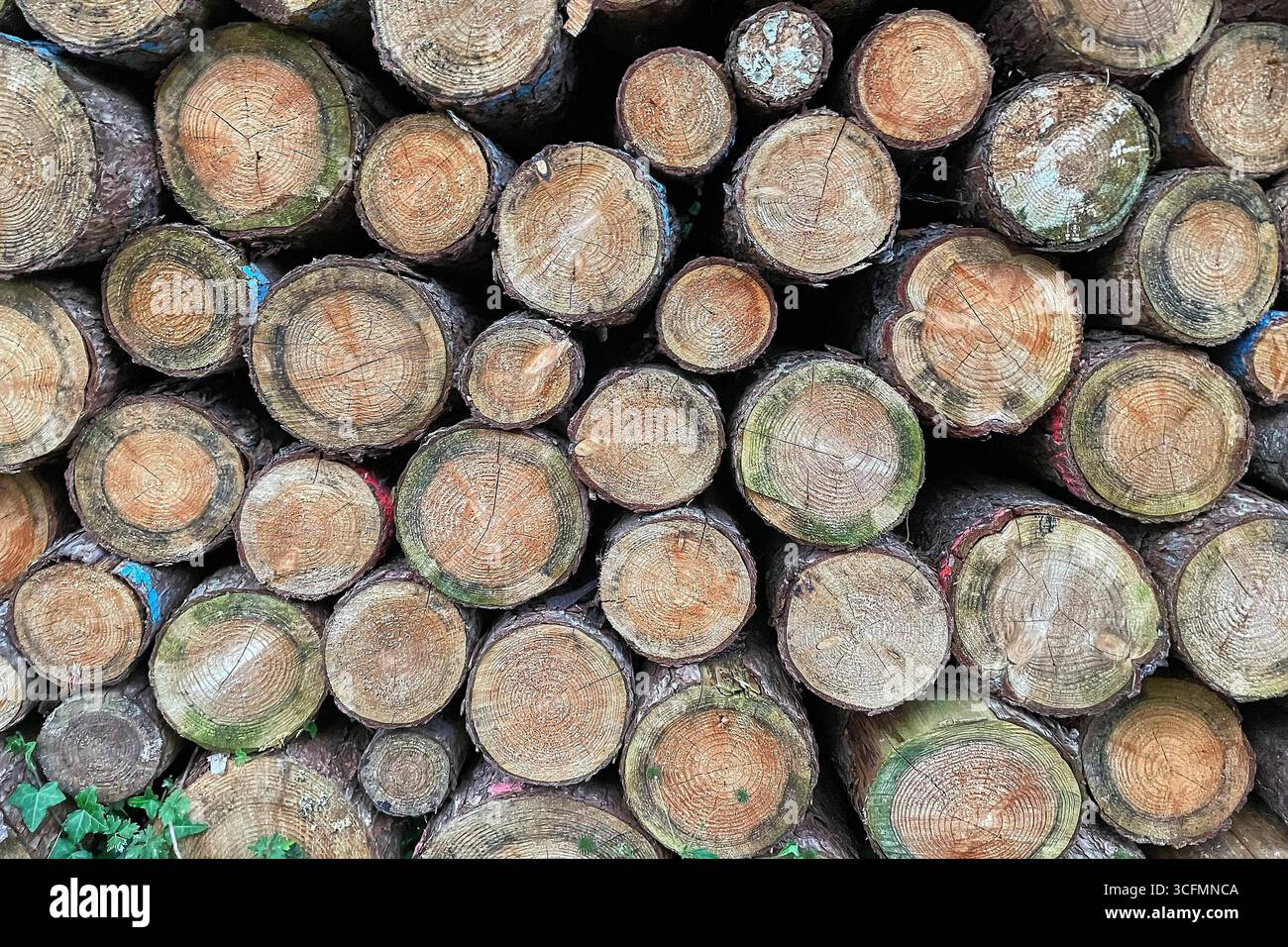 Baummeter hi-res stock photography and images - Alamy