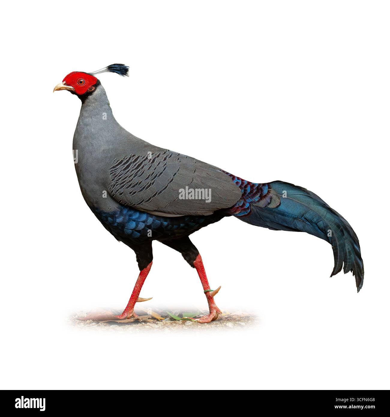 Red tail bird standing Cut Out Stock Images & Pictures - Alamy