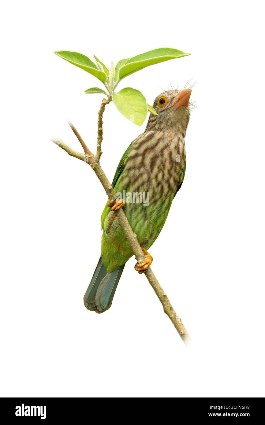 Large wild tree in Cut Out Stock Images & Pictures - Alamy