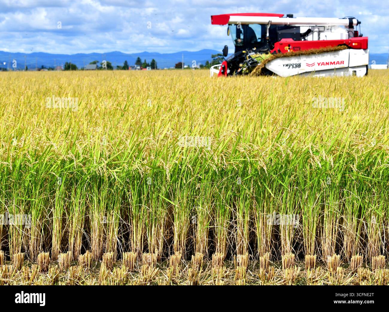 Rice is harvested in Higashikawa Town, Hokkaido Prefecture, northern ...