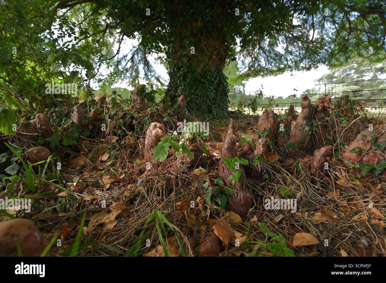 Root projections or nodules, known as knees or Pneumatophores of swamp ...