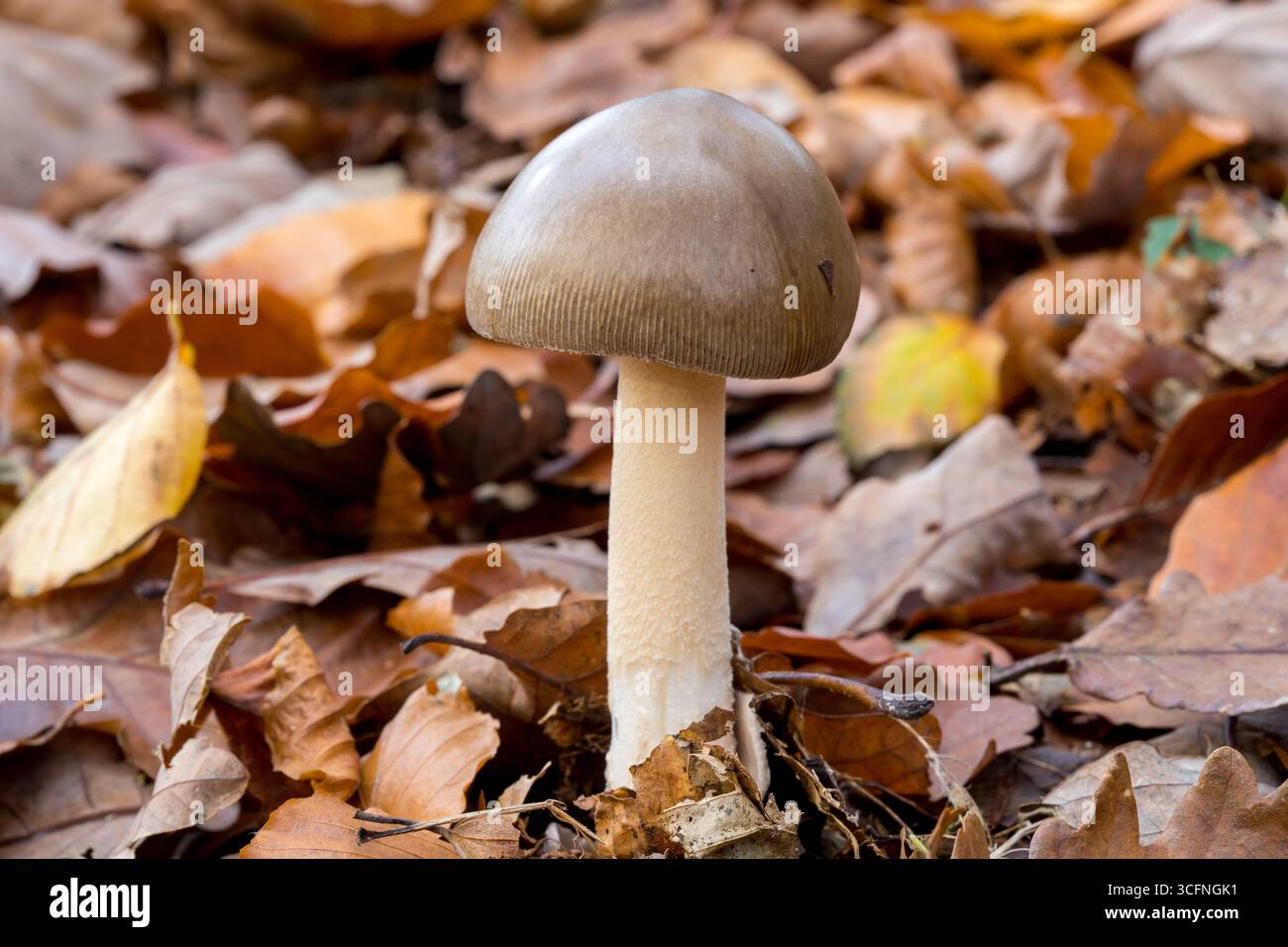 Hald ege forest hi-res stock photography and images - Alamy