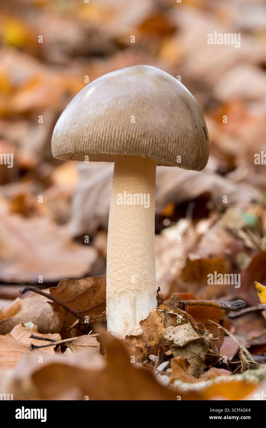 Hald ege forest hi-res stock photography and images - Alamy