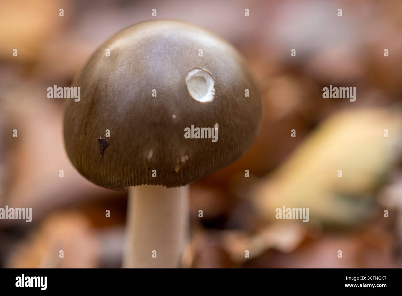 Hald ege forest hi-res stock photography and images - Alamy