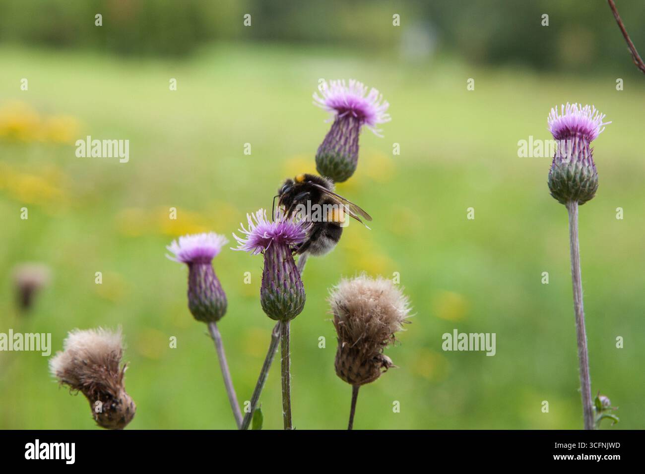 Bumblebee. Bumble bee on Creeping Thistle, blooming in the meadow ...