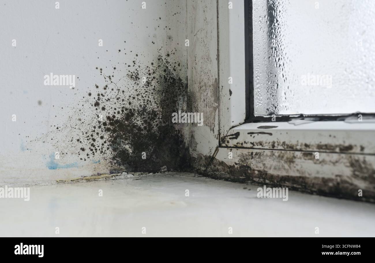mold colonies on damp window. mold flourishes in moisture-rich ...