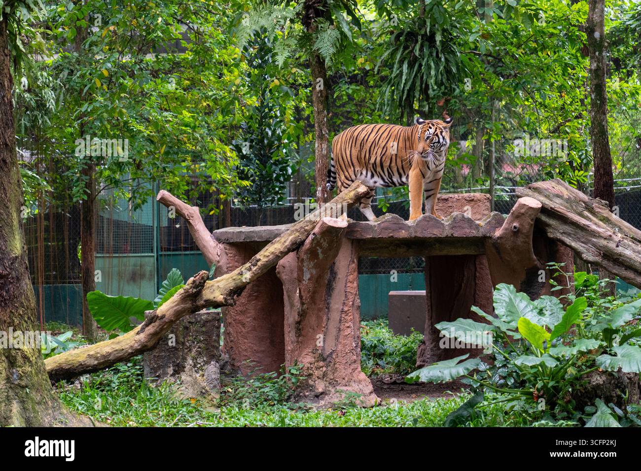 A striped tiger on a platform Stock Photo - Alamy