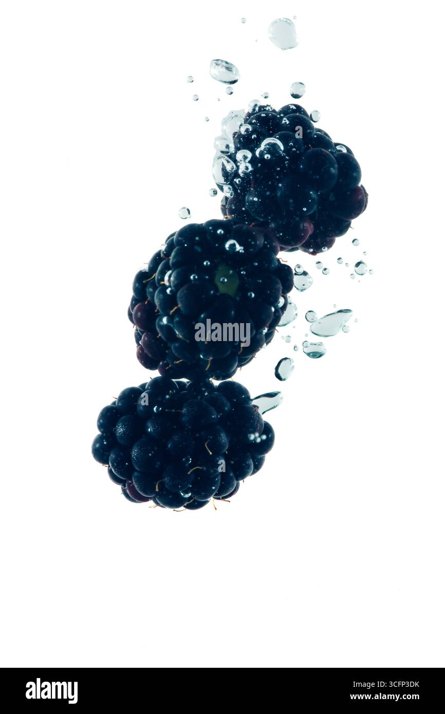 Still life of three falling blackberries with rising air bubbles ...