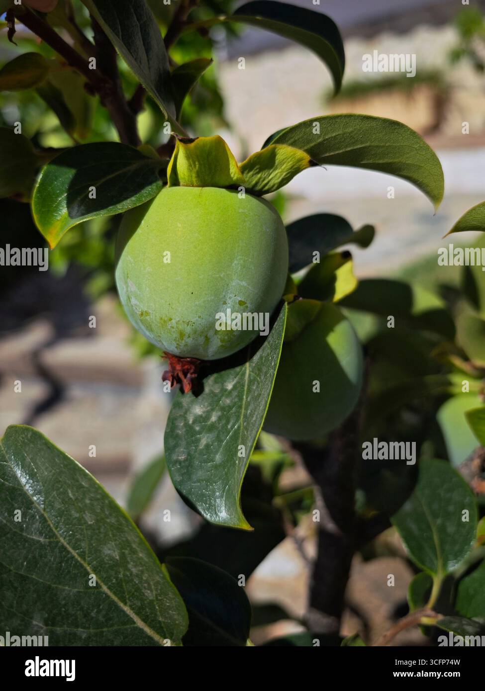 Persimmon fruit tree leaves hi-res stock photography and images - Alamy
