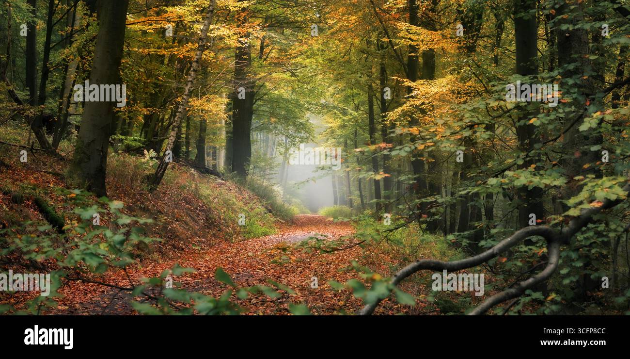 Hiking trail in a forest with beautiful autumn colors. A scenic ...