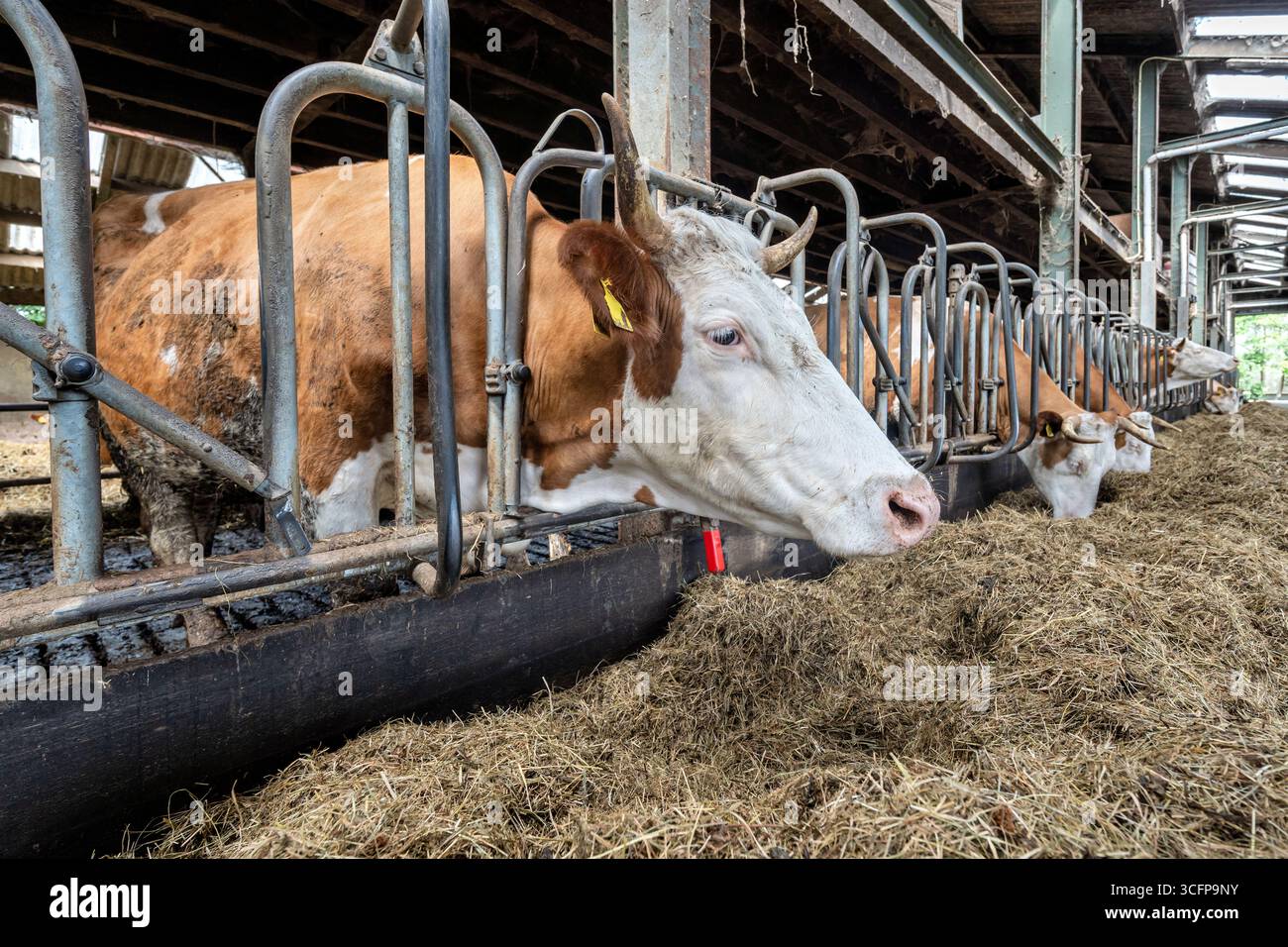 White cows in barn dairy hi-res stock photography and images - Alamy