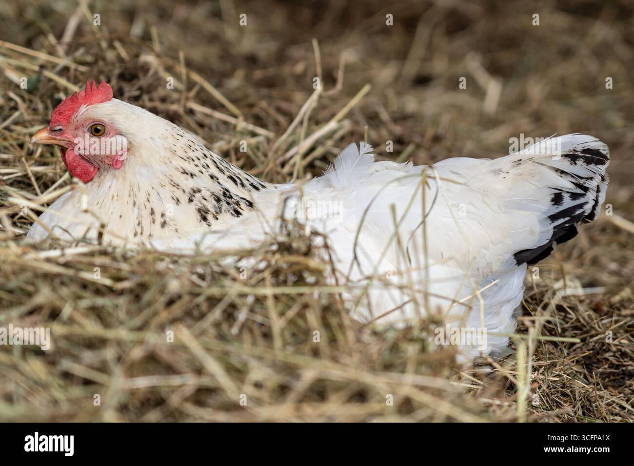 Sussex chicken hen on farm Stock Photo - Alamy