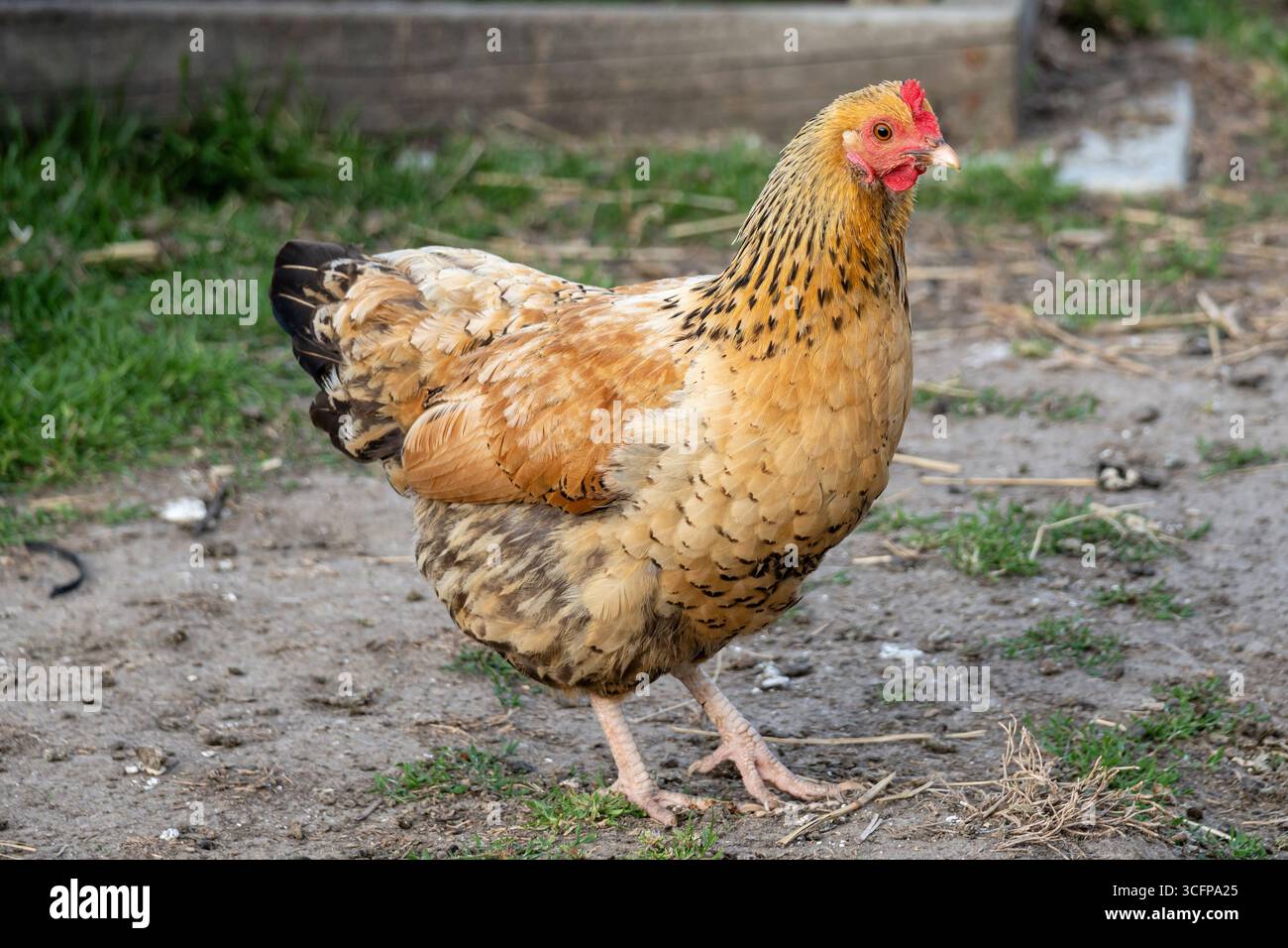 Sussex chicken hen on farm Stock Photo - Alamy
