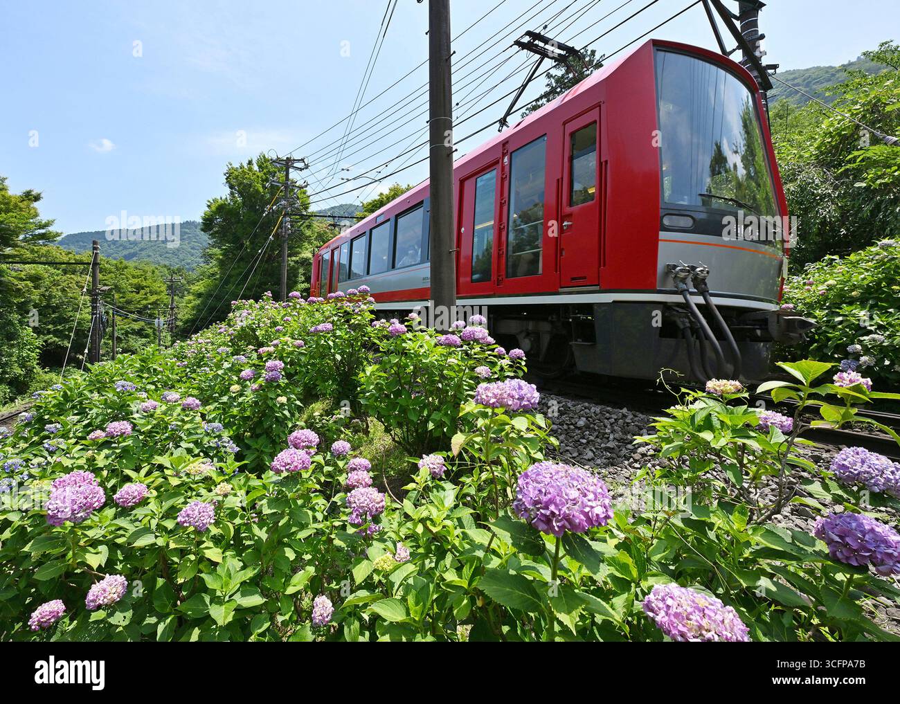 The Hakone Tozan Railway 1000 series train travels along a line where ...