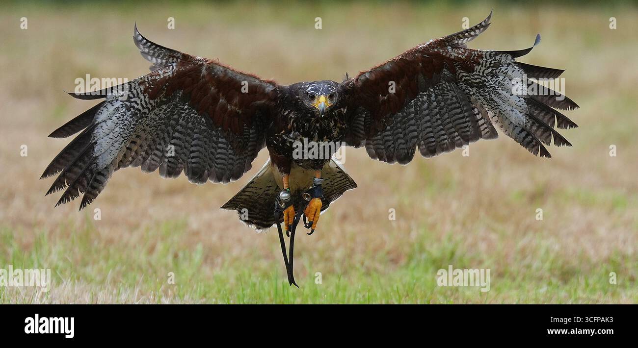 A Harris hawk during a display at Dublin Falconry near Lucan in Dublin ...