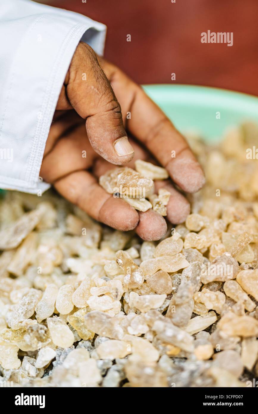 Omani frankincense (aka olibanum) is the aromatic resin of boswellia ...