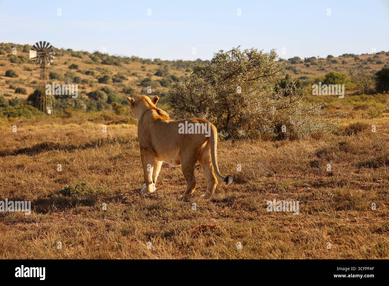 wild lioness back rest in alert in Schotia safaris private game reserve ...