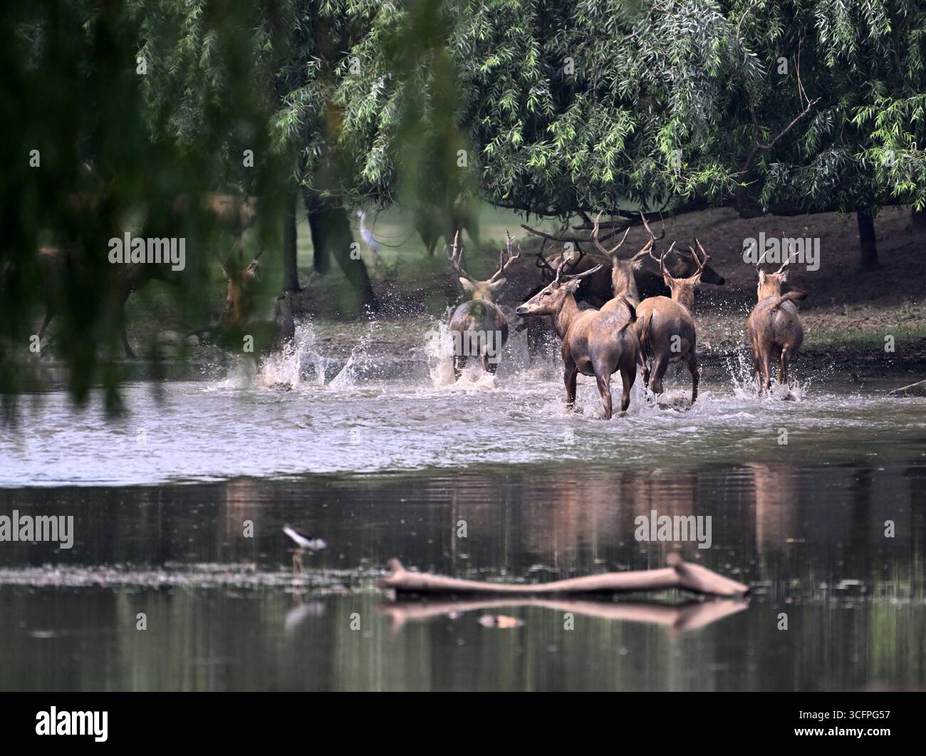 (250824) -- BEIJING, Aug. 24, 2025 (Xinhua) -- Milu deer are pictured ...