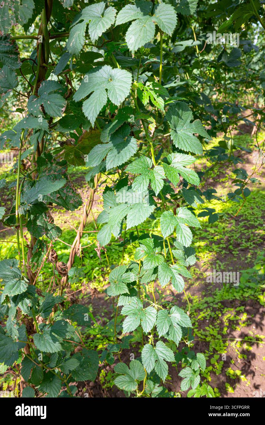 Vertical shot of climbing green hop leaves Stock Photo - Alamy