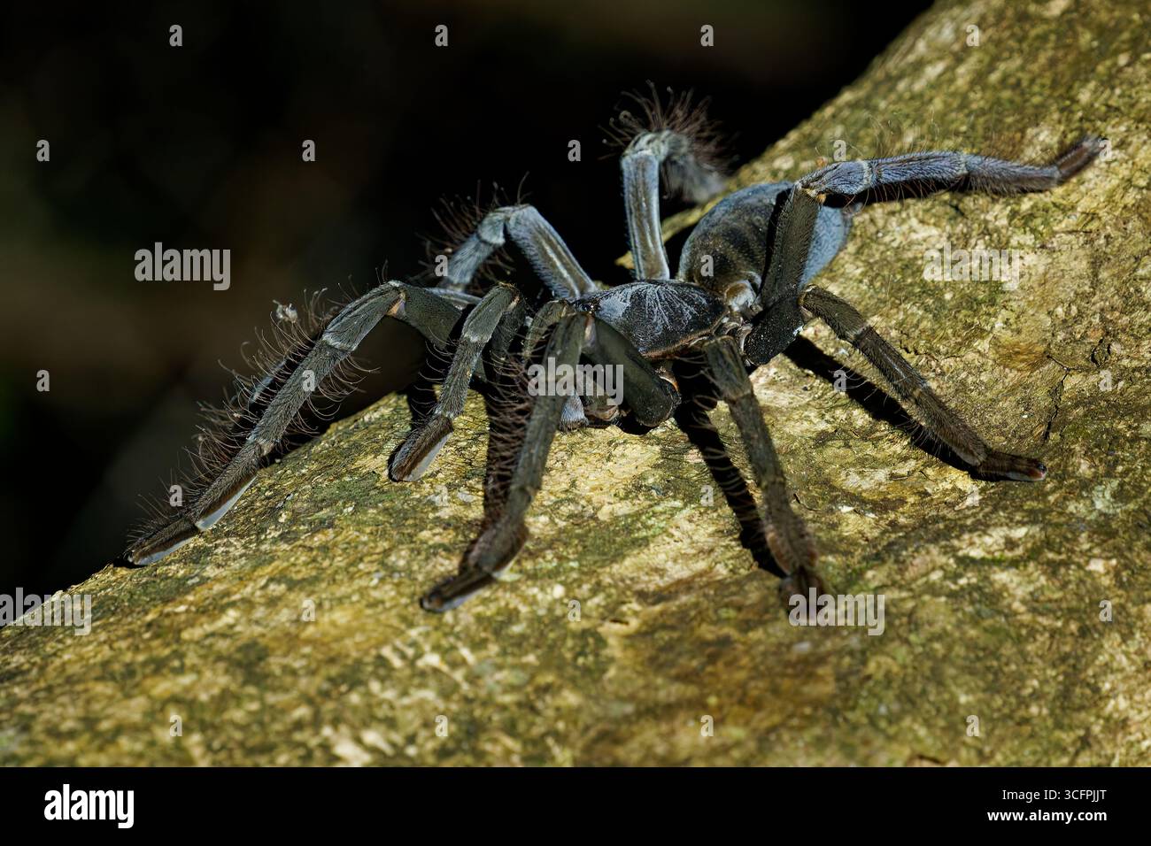 Sulawesi Black Tarantula - Lampropelma carpenteri is a huge spider ...
