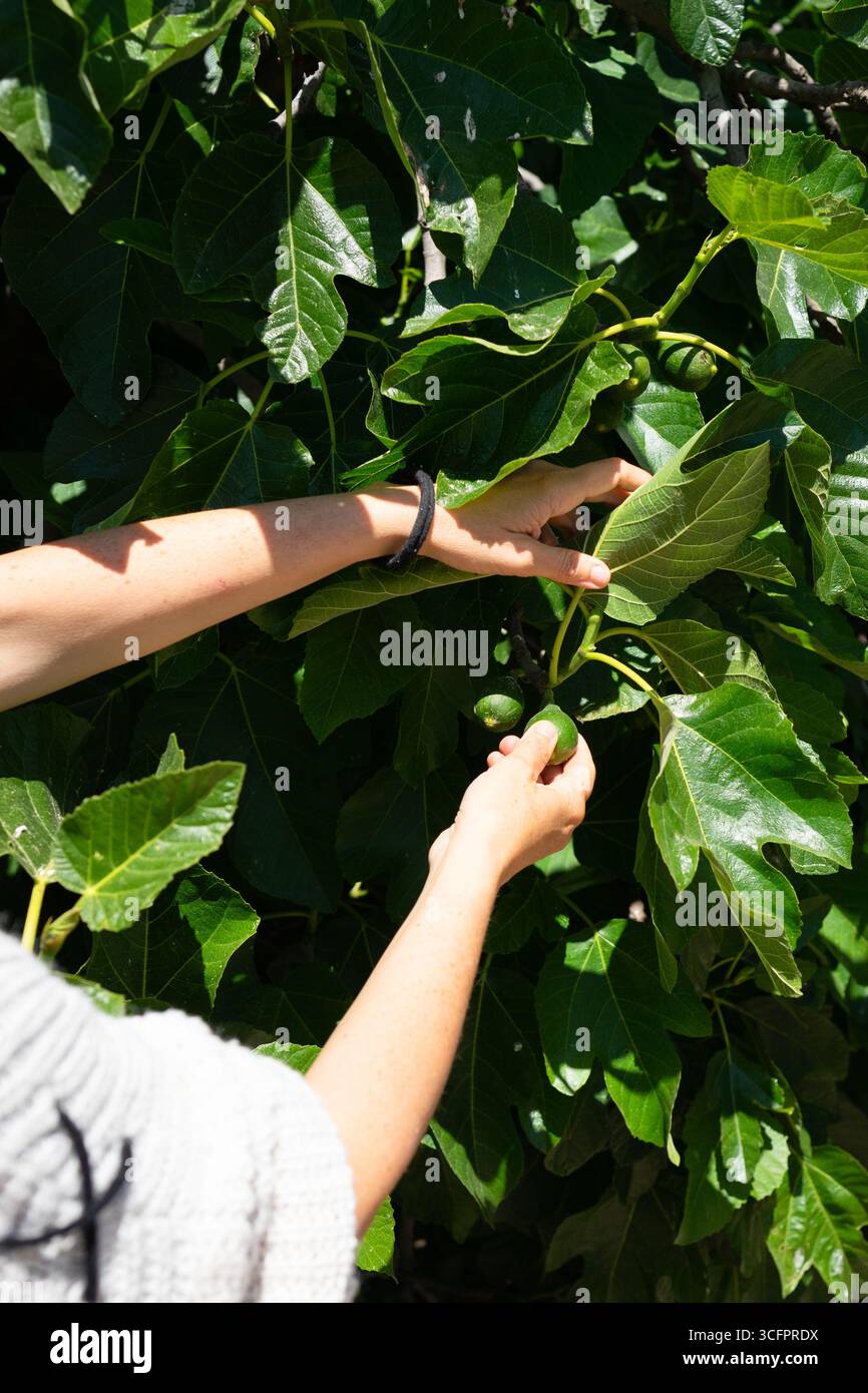 Harvesting figs from orchard hi-res stock photography and images - Alamy