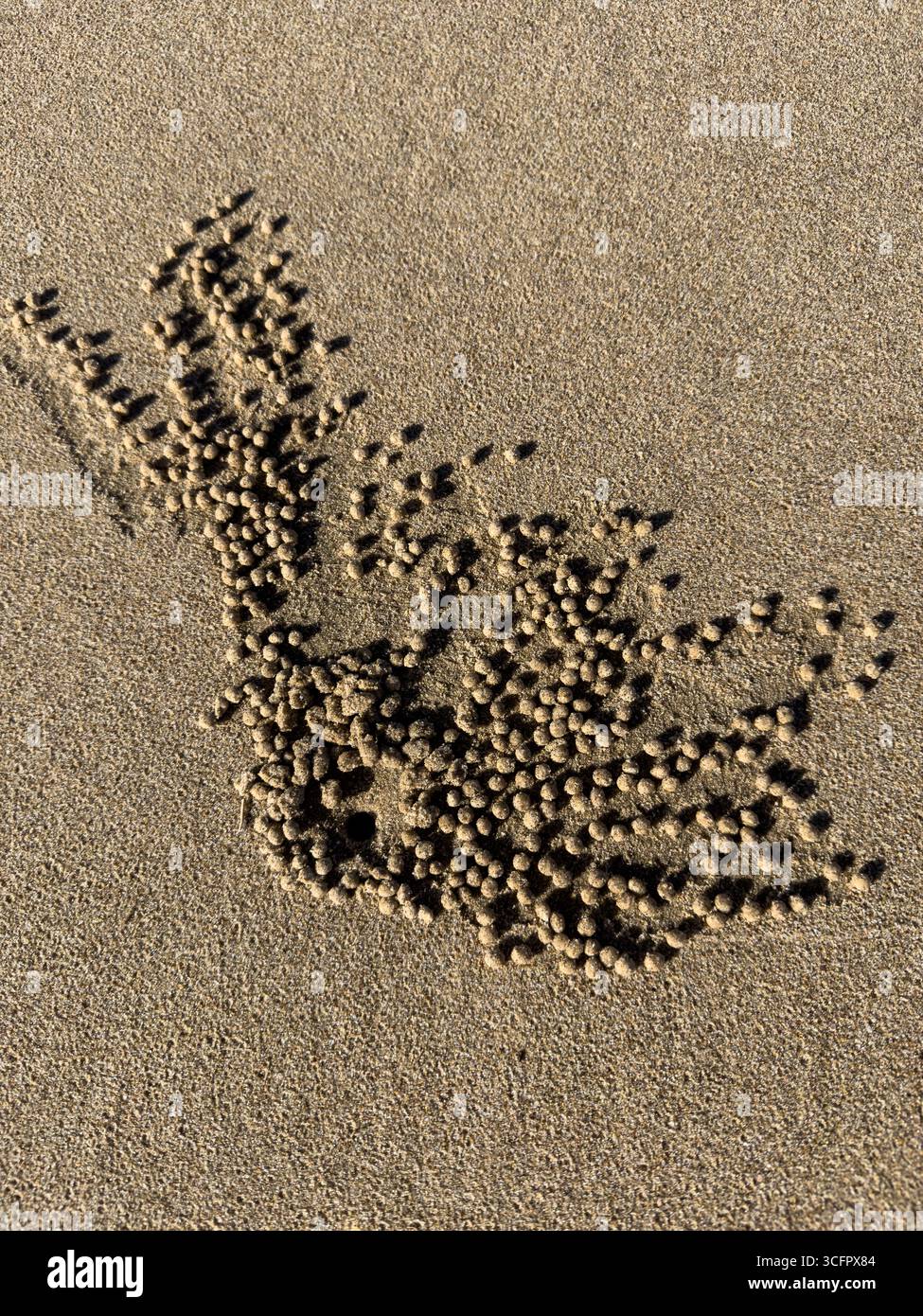 Sand balls created by a sand bubbler crab on a beach Stock Photo - Alamy