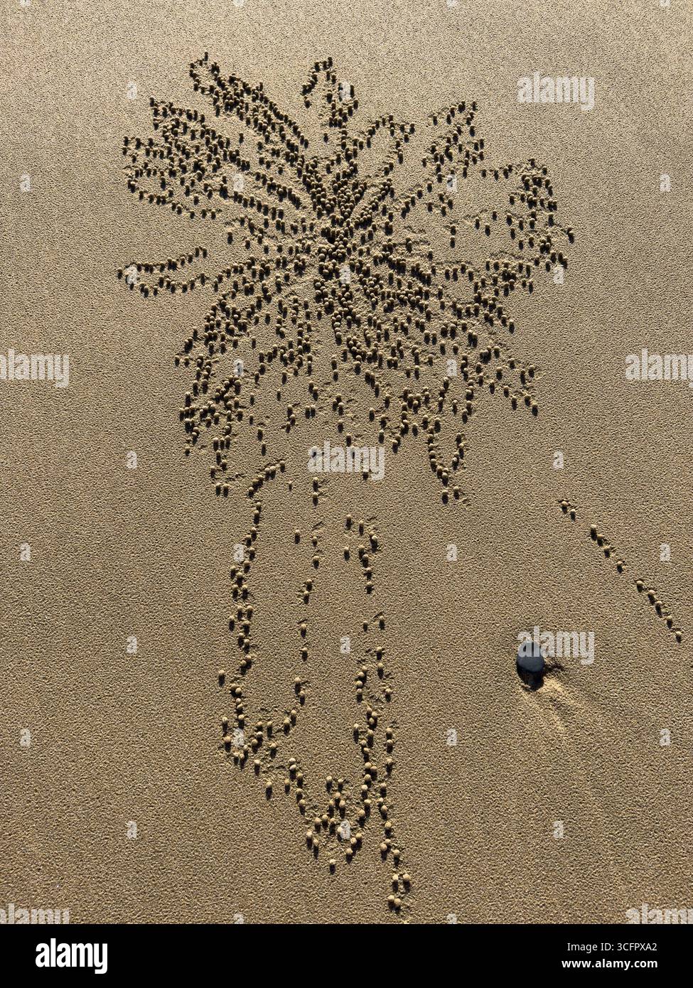 Sand balls created by a sand bubbler crab on a beach Stock Photo - Alamy