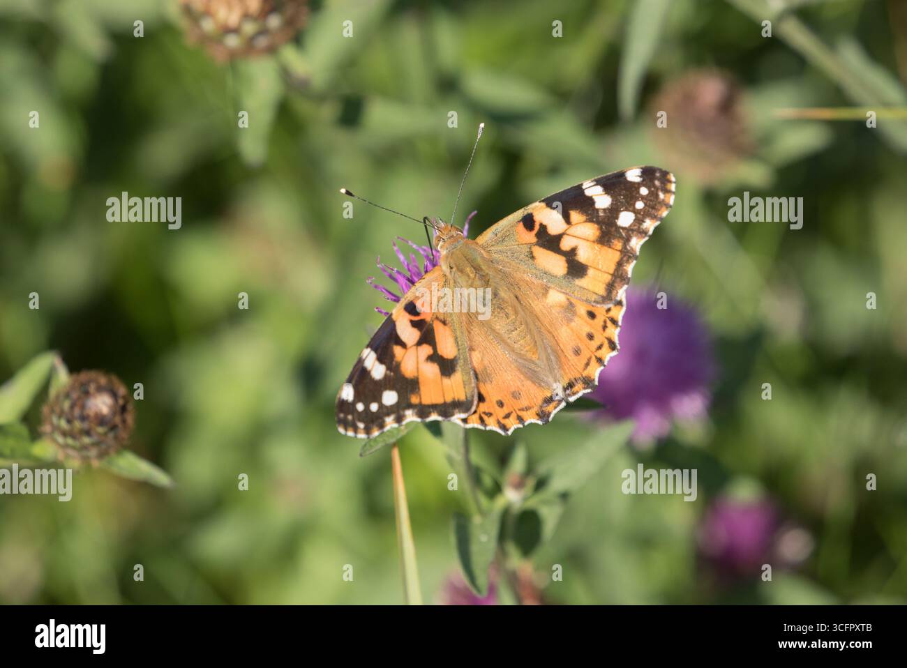 Painted lady north yorkshire hi-res stock photography and images - Alamy