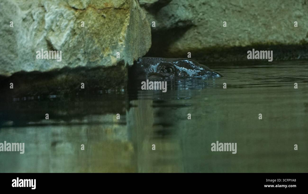 Berlin, Germany. 24th Aug, 2025. The hippopotamus Toni swims at Berlin ...