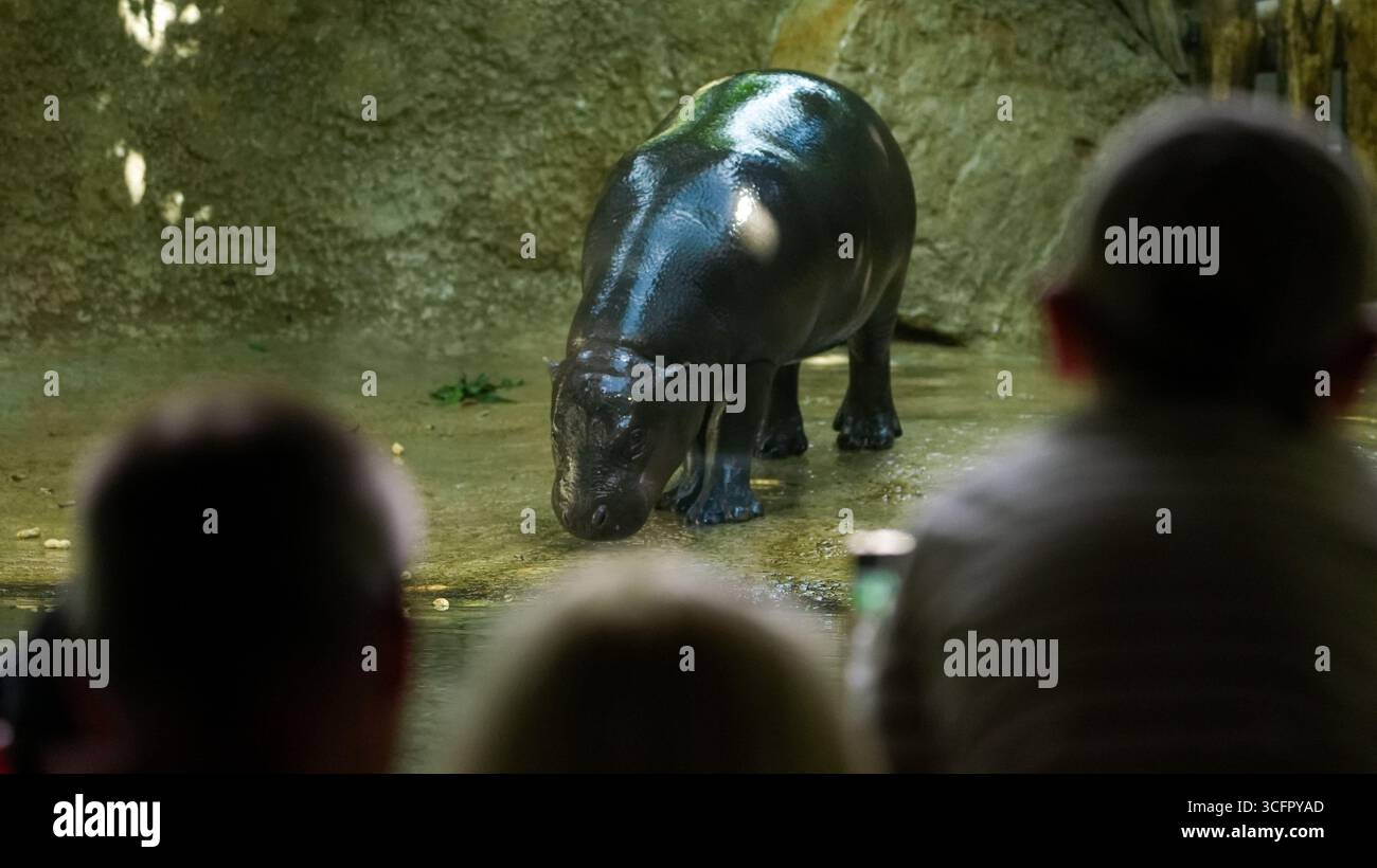 Berlin, Germany. 24th Aug, 2025. The hippopotamus Toni is at Berlin Zoo ...