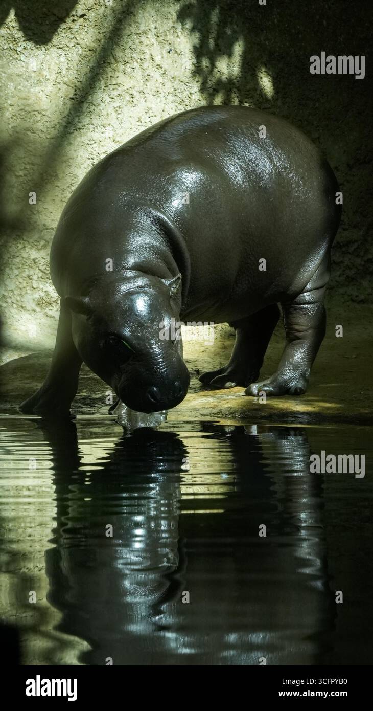 Berlin, Germany. 24th Aug, 2025. The hippopotamus Toni is at Berlin Zoo ...