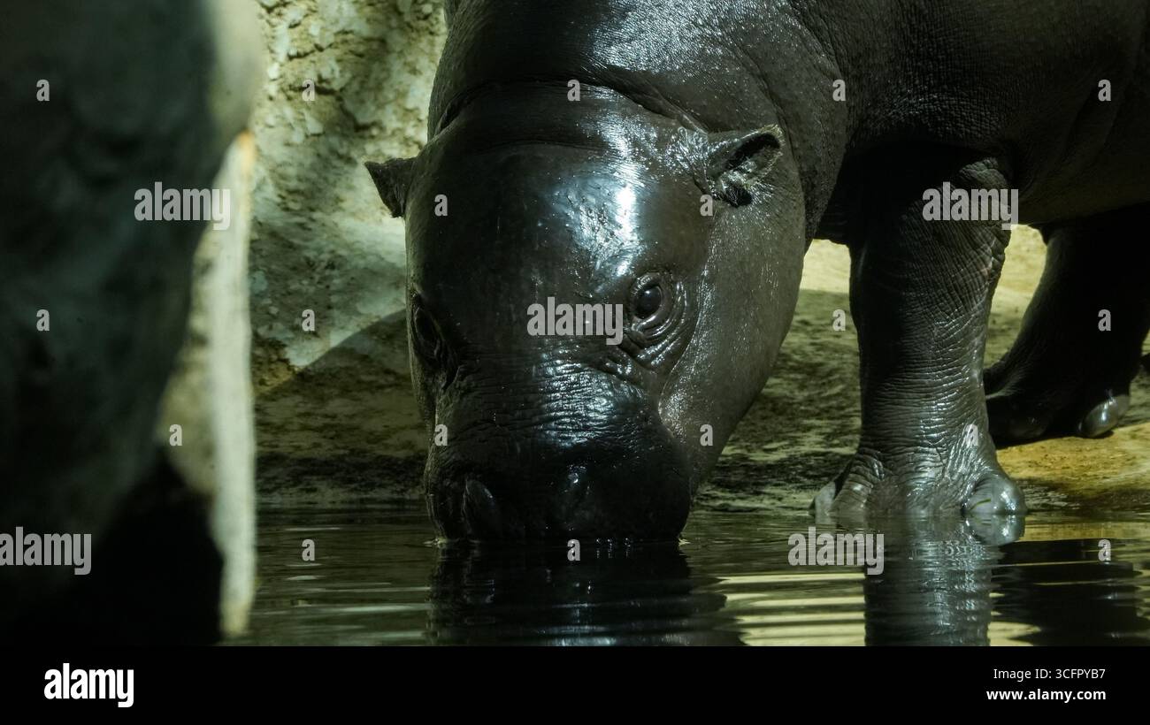 24 August 2025, Berlin: The hippopotamus Toni is at Berlin Zoo. The ...
