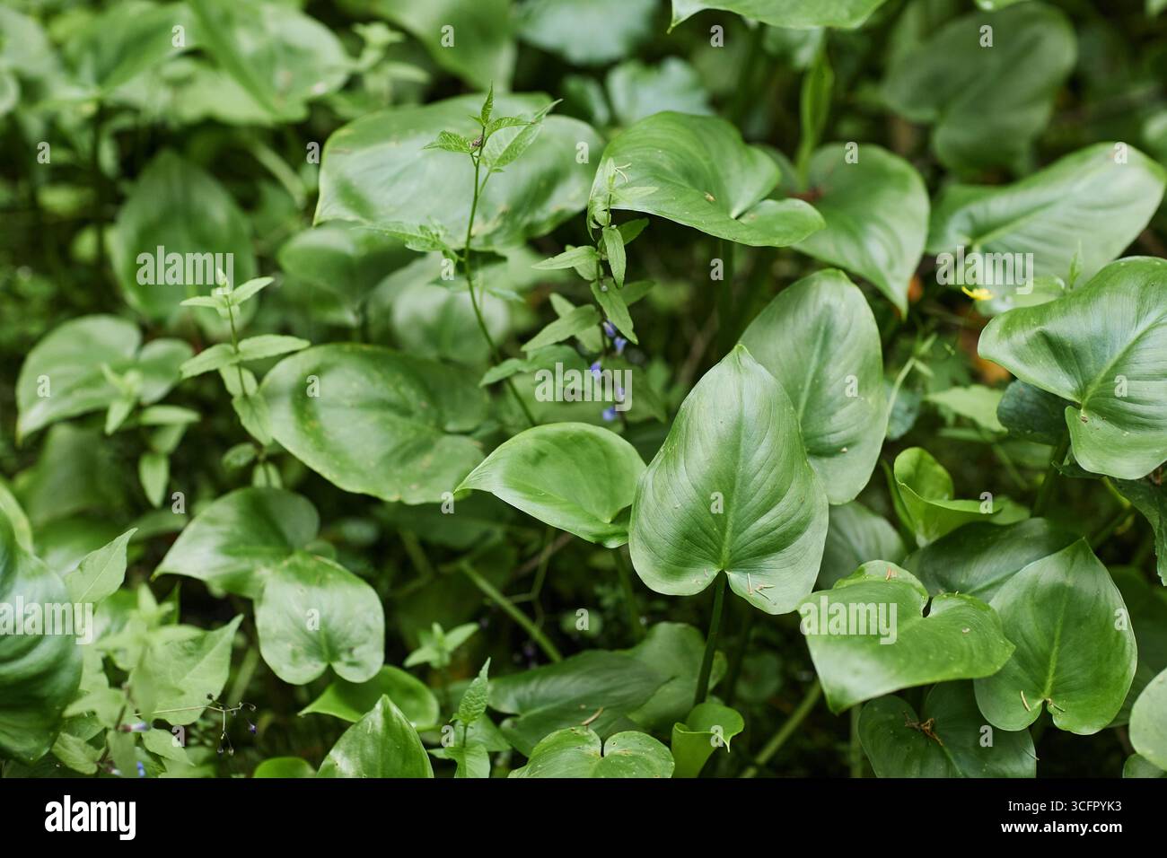 Lush green foliage covering ground with broad heart shaped leaves ...