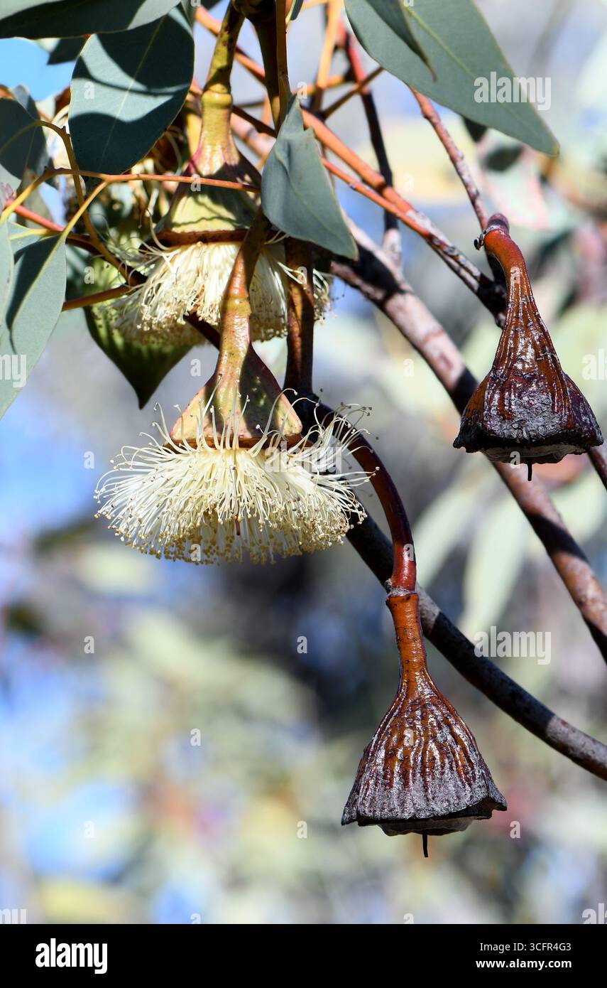 Large yellow blossom and woody pendant fruit of the Western Australian ...