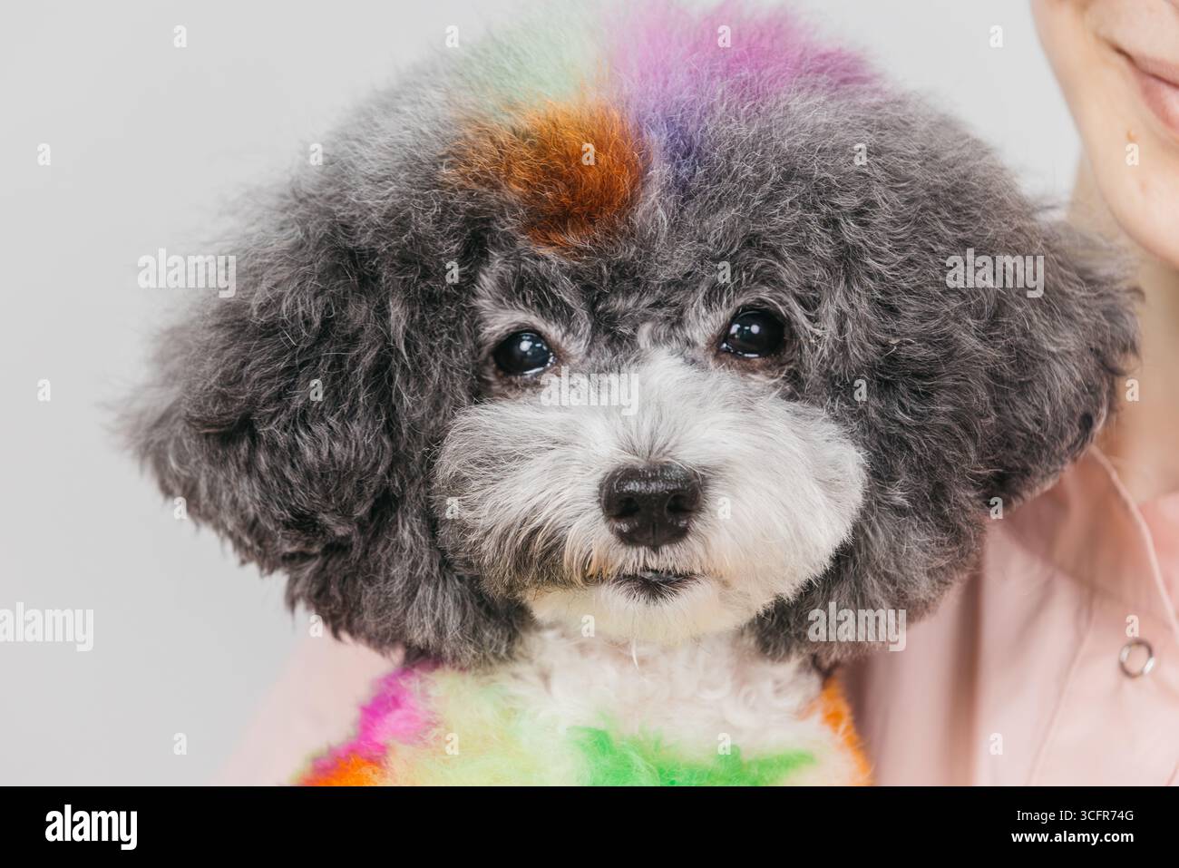 A poodle with stunning rainbow fur is being held by a groomer ...