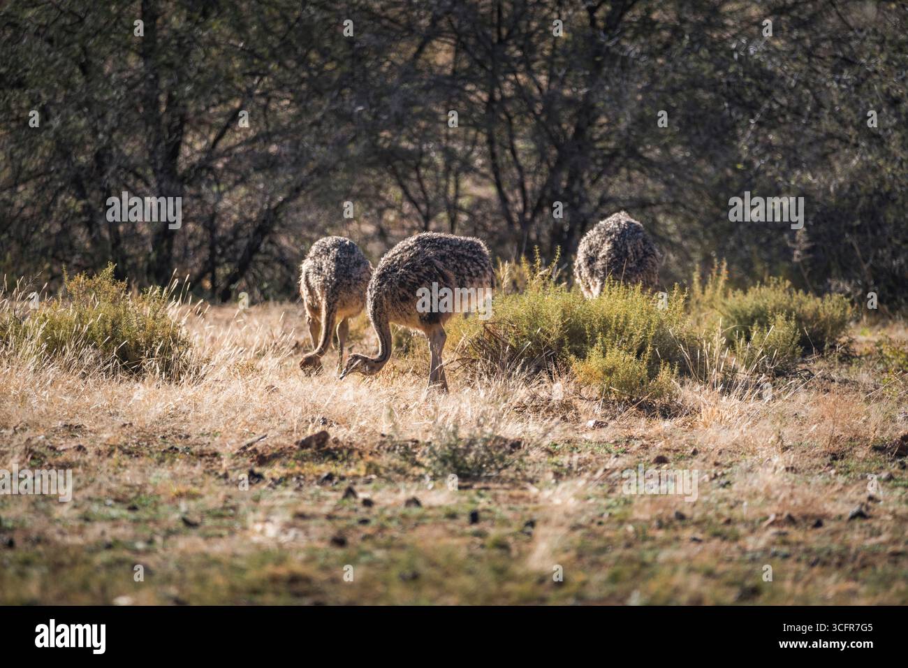 Ostrich struthio camelus beautiful hi-res stock photography and images ...
