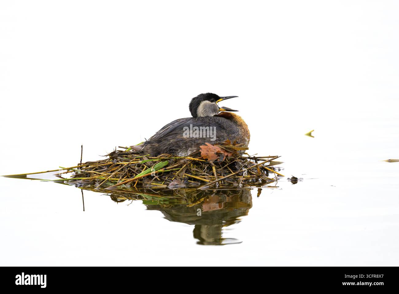 Nest on water Cut Out Stock Images & Pictures - Alamy