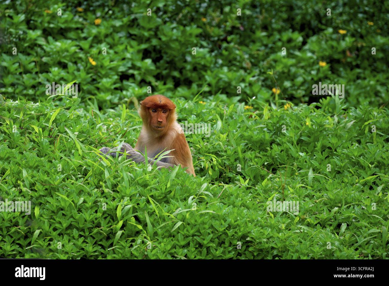 Endemic Proboscis monkey or Long-nosed monkey (Nasalis larvatus) in ...