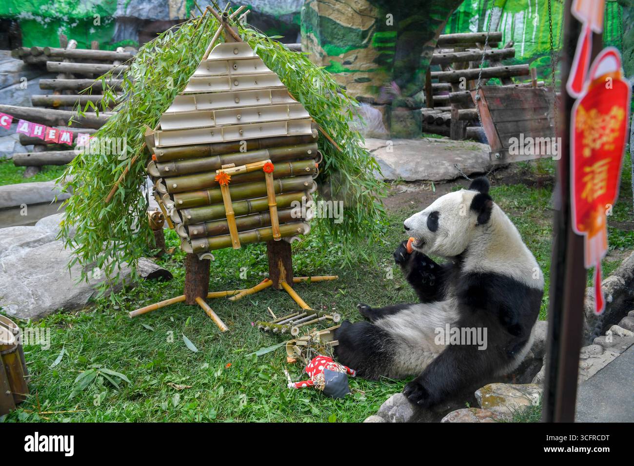 (250824) -- MOSCOW, Aug. 24, 2025 (Xinhua) -- Giant panda Katyusha eats ...