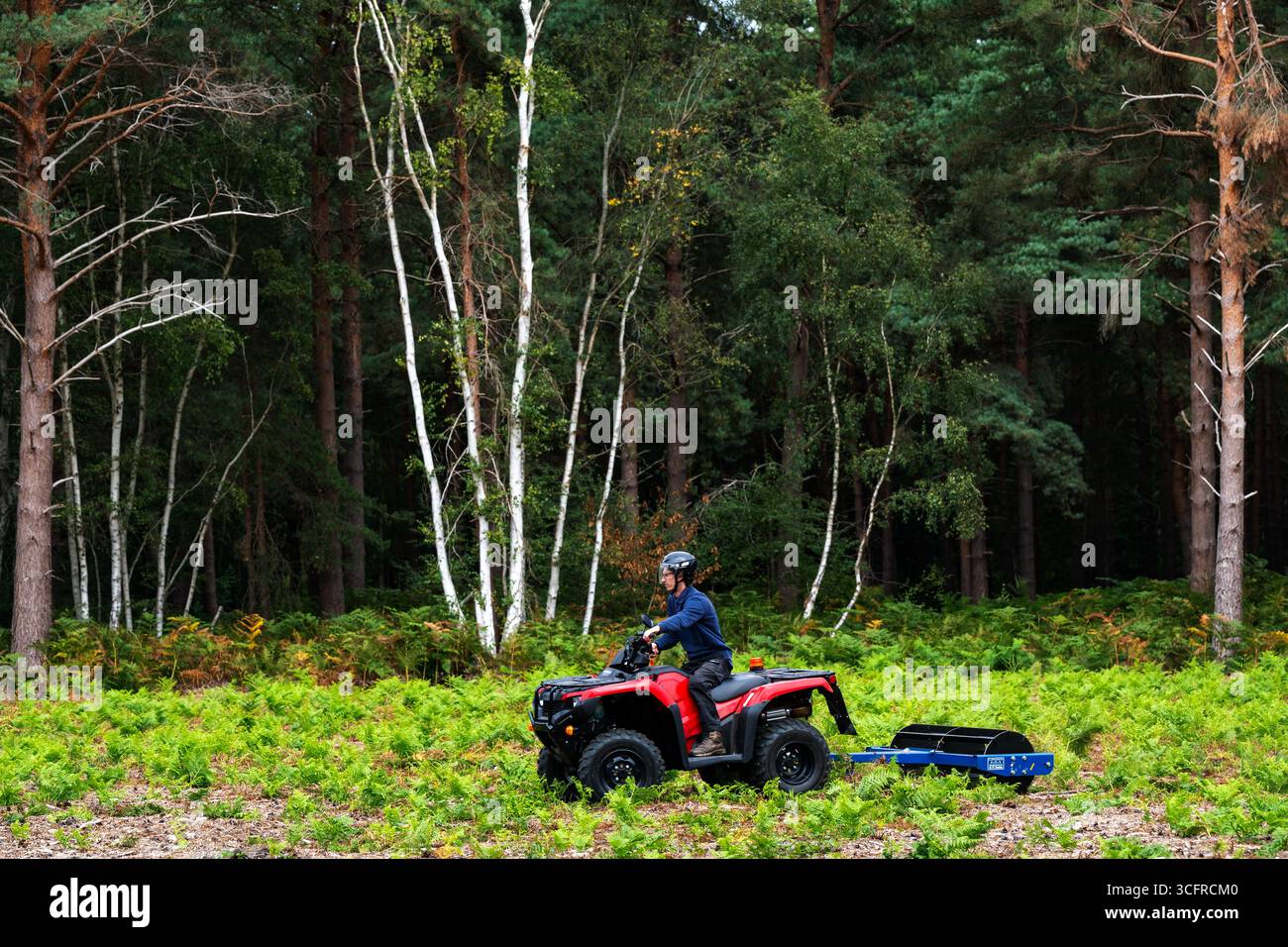 Heathland being scarified sutton heath suffolk hi-res stock photography ...