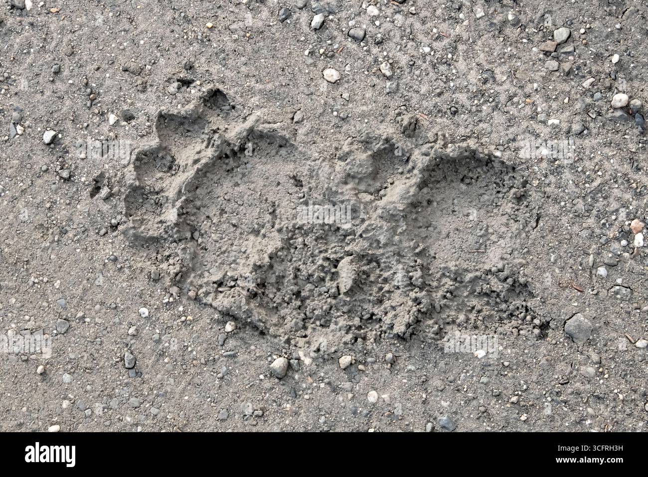 Grizzly bear tracks; North America; United States; Alaska; Denali ...