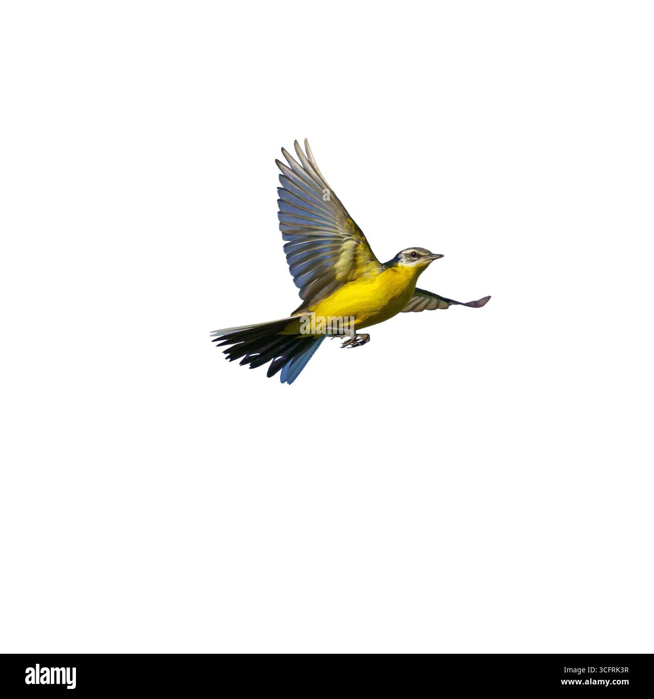 Yellow belly feathers Cut Out Stock Images & Pictures - Alamy